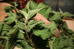 Nettles - BDSM Encyclopedia